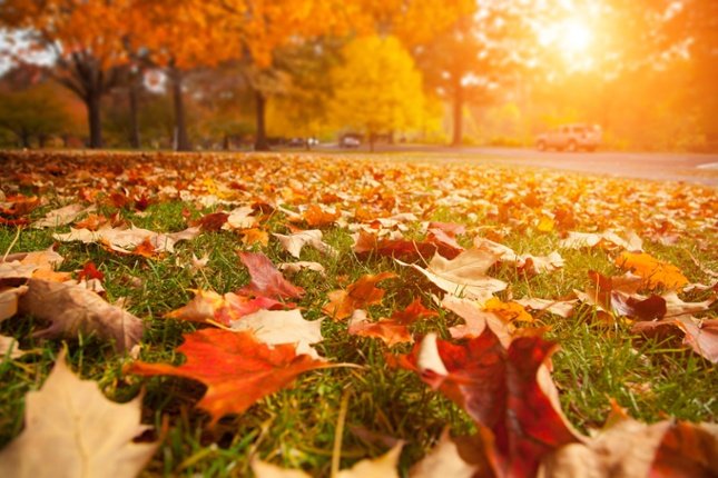 Prepare your Septic for Fall… Five Fall Tips – New Jersey Septic ...